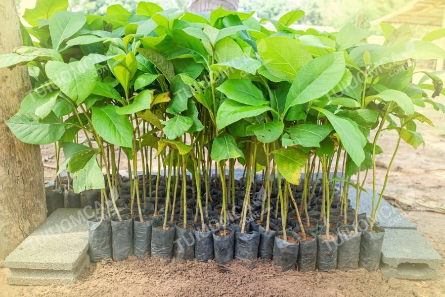 Túi Ươm Cây Trà Vối Đủ Mọi Kích Thước Dành Cho Quý Khách